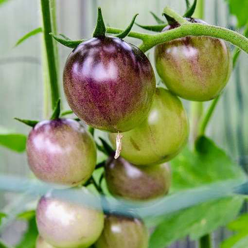 Bosque Blue Bumblebee Cherry Tomato-Meraki Seeds