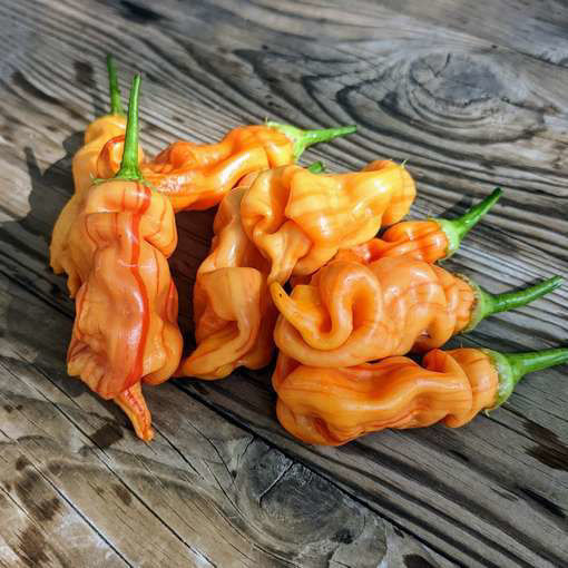 Sugar Rush Stripey Chili Pepper-Meraki Seeds