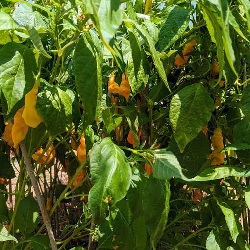 Sugar Rush Stripey Chili Pepper-Meraki Seeds