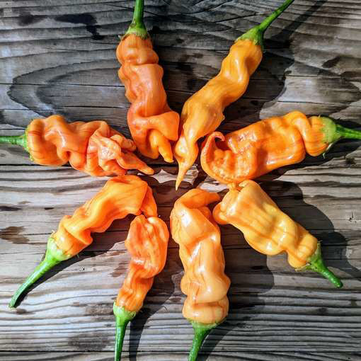 Sugar Rush Stripey Chili Pepper-Meraki Seeds