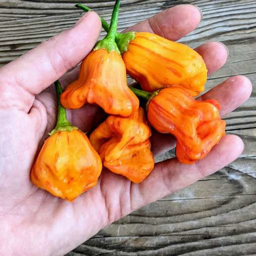 Zebrange Chili Pepper-Meraki Seeds