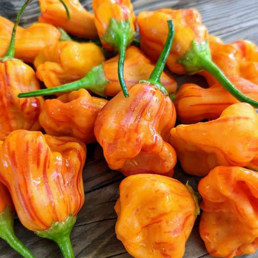 Zebrange Chili Pepper-Meraki Seeds