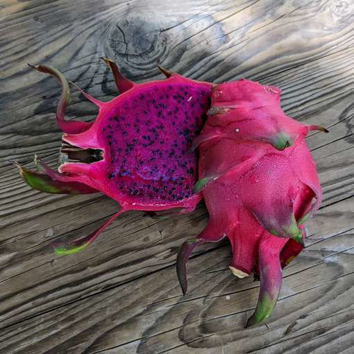 Royal Red Dragon Fruit - Seeds-Meraki Seeds
