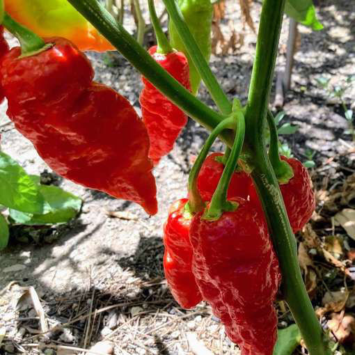 Naga Boom Red F4 Chili Pepper-Meraki Seeds
