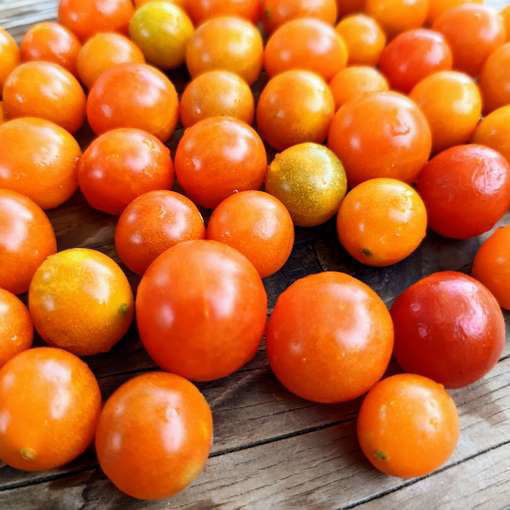 Micro Cherry Tomato-Meraki Seeds