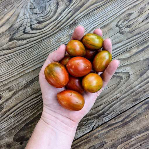 Tumbling Tigress Cascading Tomato-Meraki Seeds