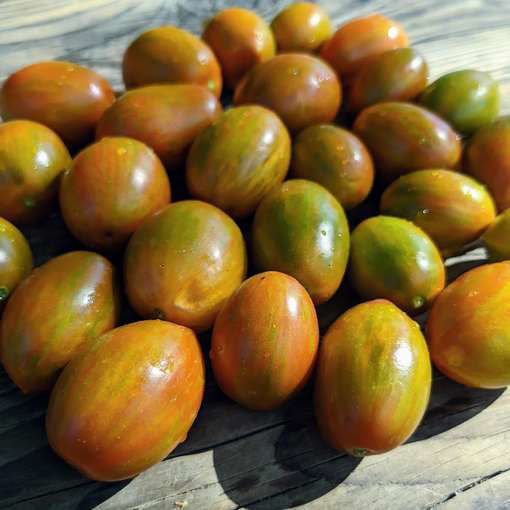 Tumbling Tigress Cascading Tomato-Meraki Seeds