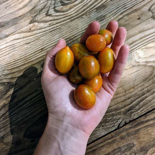 Tumbling Tigress Cascading Tomato-Meraki Seeds