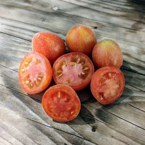 Fuzzy Baby Micro Dwarf Tomato-Meraki Seeds