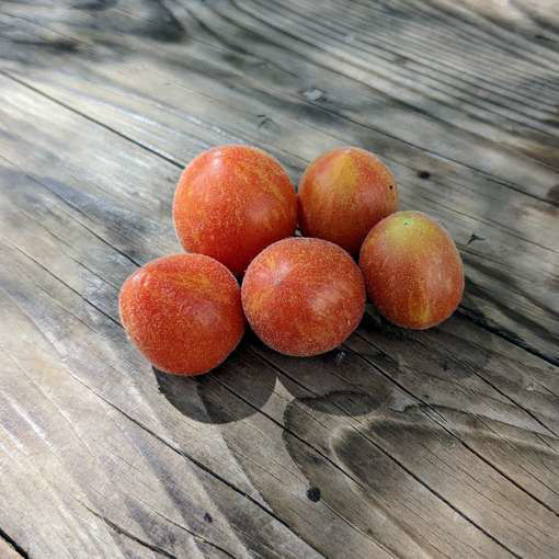 Fuzzy Baby Micro Dwarf Tomato-Meraki Seeds