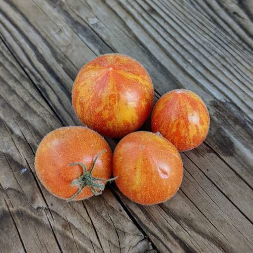 Fuzzy Baby Micro Dwarf Tomato-Meraki Seeds