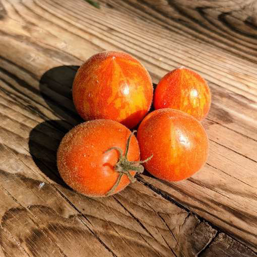 Fuzzy Baby Micro Dwarf Tomato-Meraki Seeds