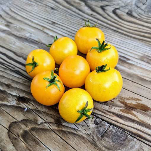 Little Moon Micro Dwarf Tomato-Meraki Seeds