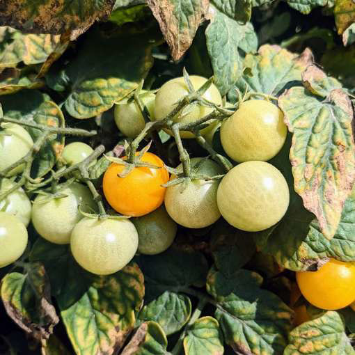Little Moon Micro Dwarf Tomato-Meraki Seeds