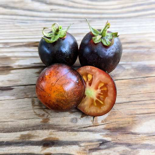 Micro Mars Micro Dwarf Tomato-Meraki Seeds