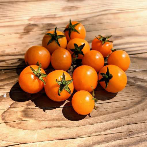 Micro Gemma Micro Dwarf Tomato-Meraki Seeds