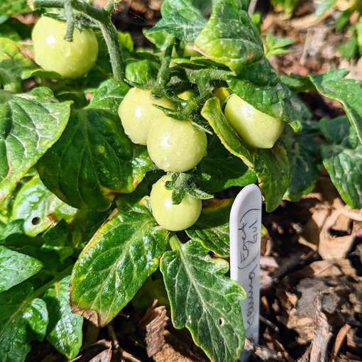 Micro Gemma Micro Dwarf Tomato-Meraki Seeds
