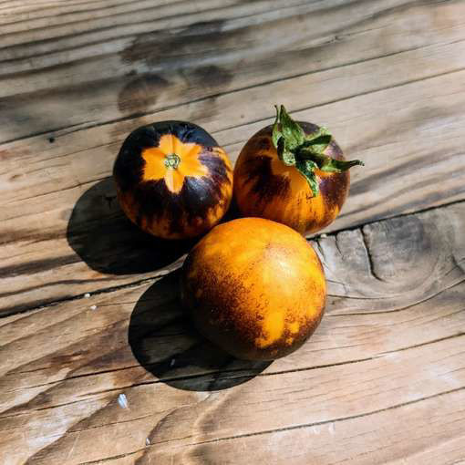 Micro Sun Micro Dwarf Tomato-Meraki Seeds