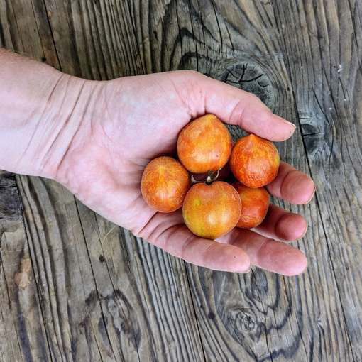 Woolly Zwerg Micro Dwarf Tomato-Meraki Seeds