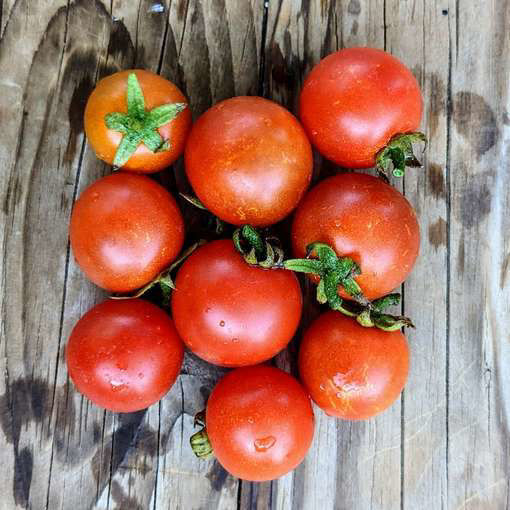 Tomfall Mini Dwarf Tomato-Meraki Seeds