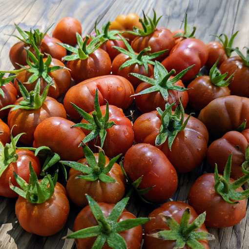 Petit Chocolate Bush Tomato-Meraki Seeds