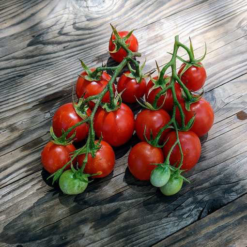 Sweet for Children Plum Bush Tomato-Meraki Seeds