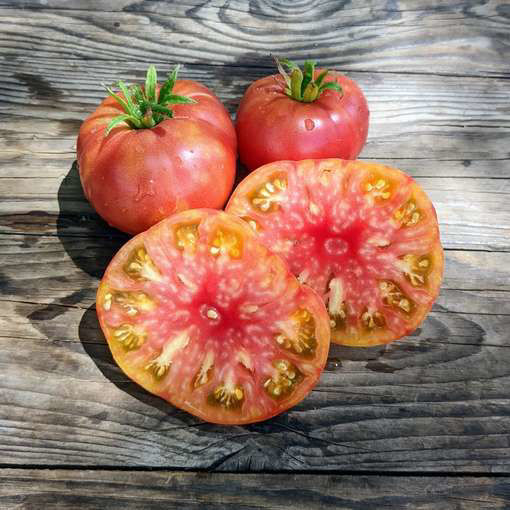 Crazy Calliope Dwarf Tomato-Meraki Seeds
