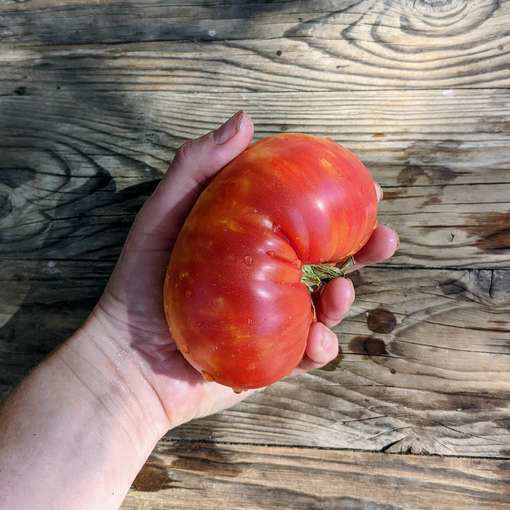 Crazy Calliope Dwarf Tomato-Meraki Seeds