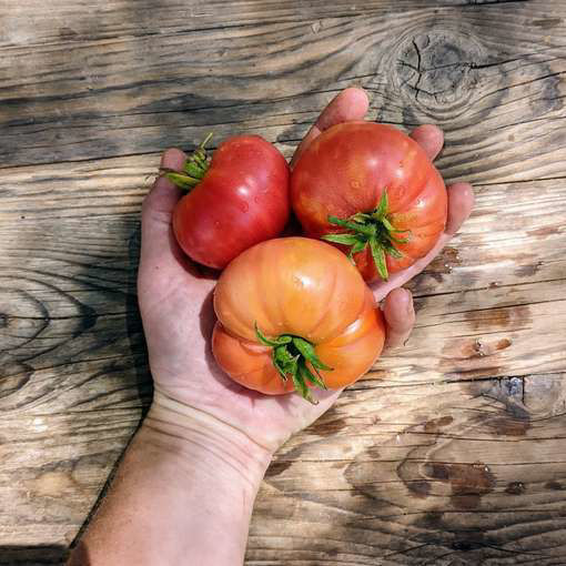 Crazy Calliope Dwarf Tomato-Meraki Seeds
