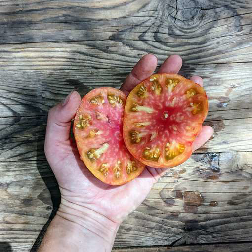 Crazy Calliope Dwarf Tomato-Meraki Seeds