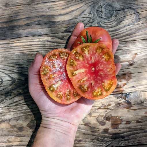 Crazy Calliope Dwarf Tomato-Meraki Seeds