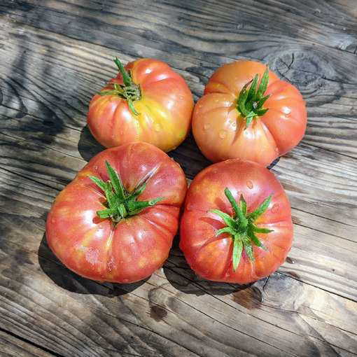 Crazy Calliope Dwarf Tomato-Meraki Seeds