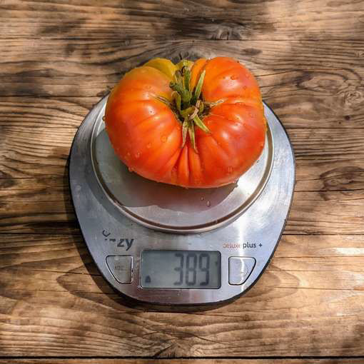 Crazy Calliope Dwarf Tomato-Meraki Seeds