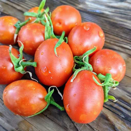 Kibits Ukrainian Dwarf Tomato-Meraki Seeds