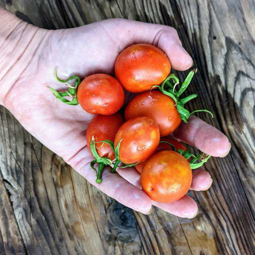 Kibits Ukrainian Dwarf Tomato-Meraki Seeds