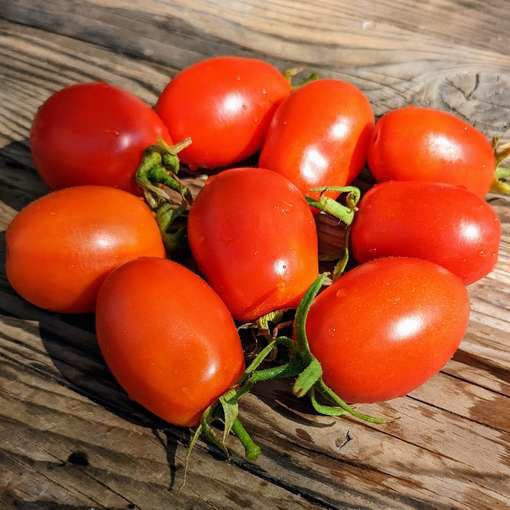 Kibits Ukrainian Dwarf Tomato-Meraki Seeds