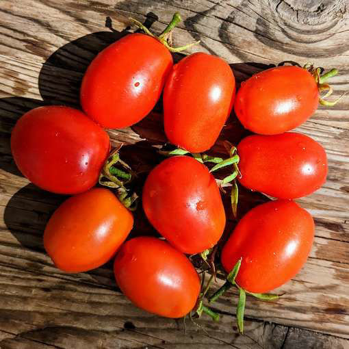 Kibits Ukrainian Dwarf Tomato-Meraki Seeds