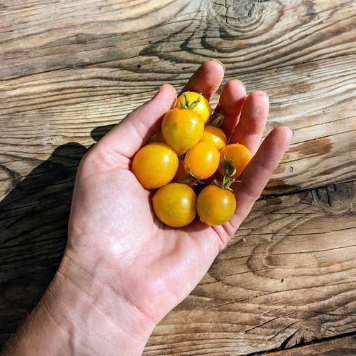 Shadow Boxing Yellow Dwarf Tomato-Meraki Seeds