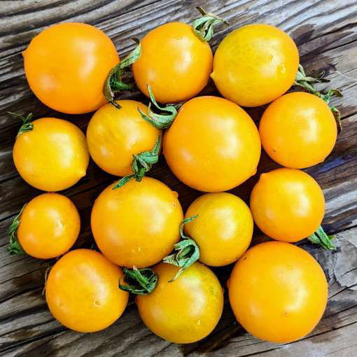 Yellow Centiflor Cherry Tomato-Meraki Seeds