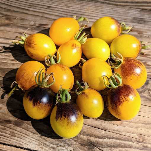 Mignonne Dwarf Tomato Project-Meraki Seeds