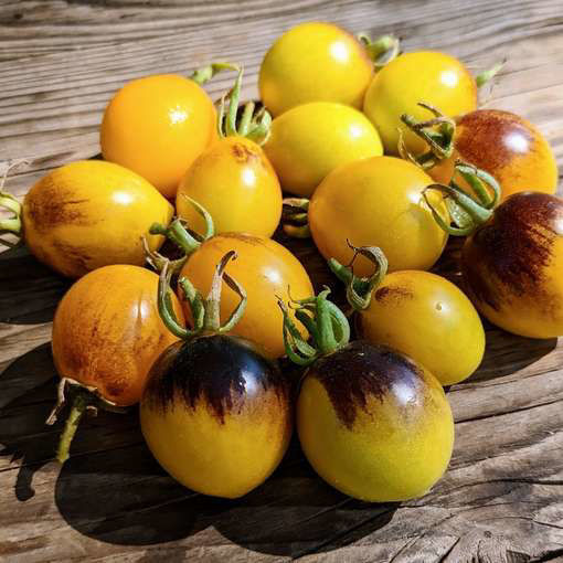 Mignonne Dwarf Tomato Project-Meraki Seeds