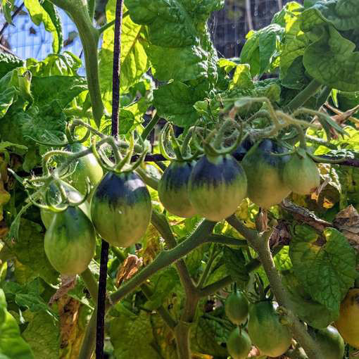 Mignonne Dwarf Tomato Project-Meraki Seeds