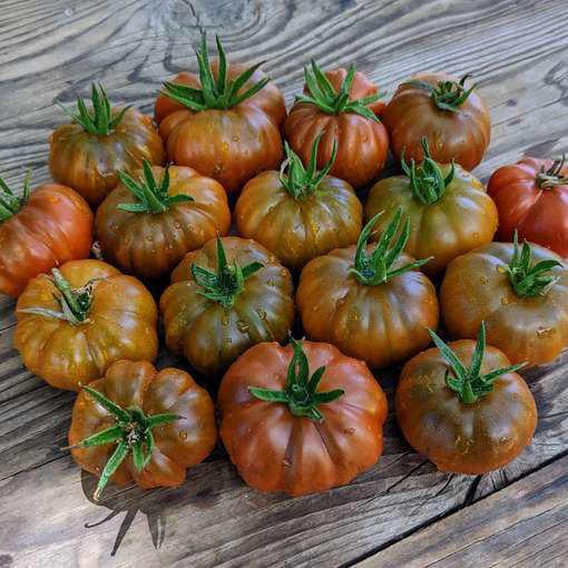 Ambrosia Giant Cherry Tomato-Meraki Seeds
