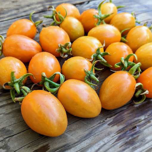 Creamsicle Grape Cherry Tomato-Meraki Seeds