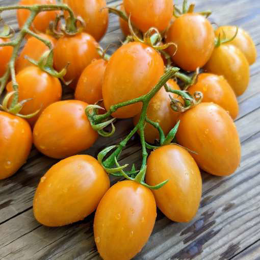 Creamsicle Grape Cherry Tomato-Meraki Seeds