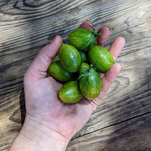 Green Ripper Cherry Tomato-Meraki Seeds