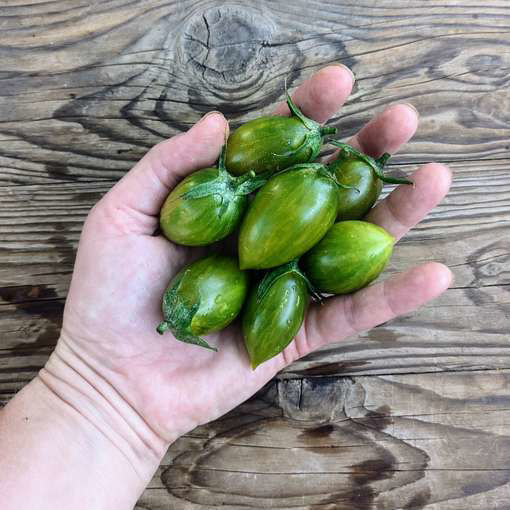 Green Ripper Cherry Tomato-Meraki Seeds