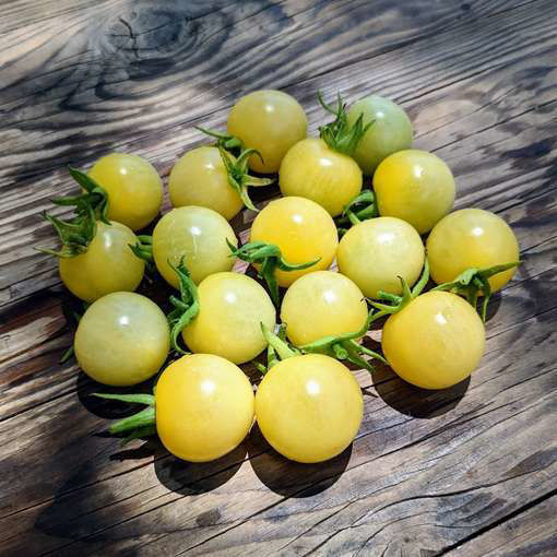 Nightingale Cherry Tomato-Meraki Seeds