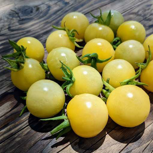 Nightingale Cherry Tomato-Meraki Seeds