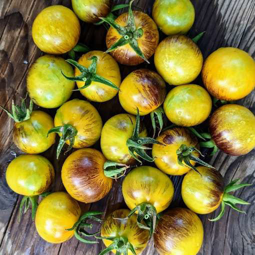 Awesome Emma Cherry Tomato-Meraki Seeds